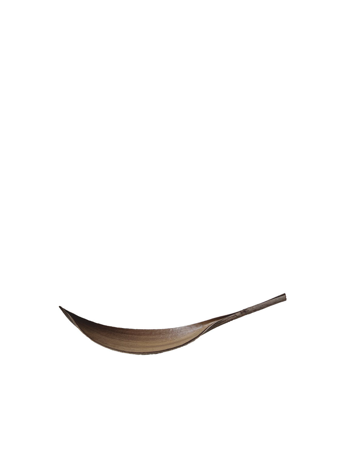 Dried Coco Leaf, Small – Wool